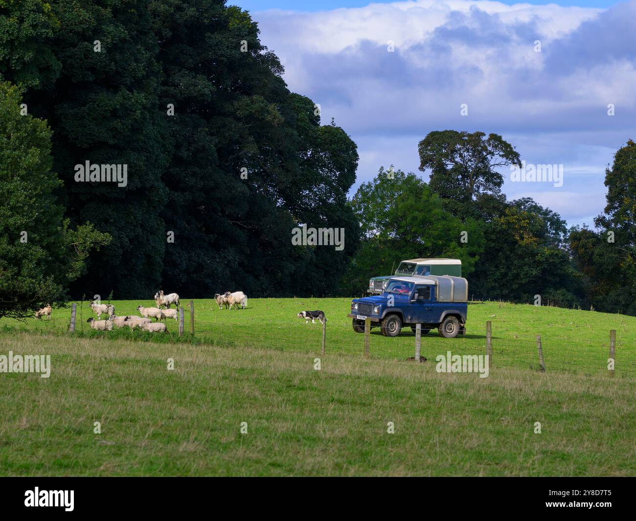 Land Rovers driving working together, rounding-up flock of animals ...