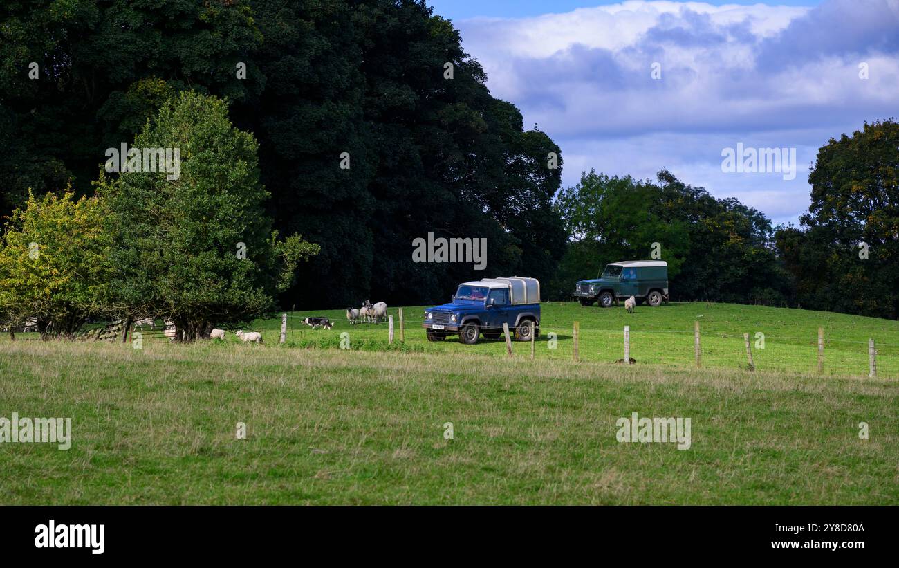 Land Rovers driving working together, rounding-up flock of animals ...