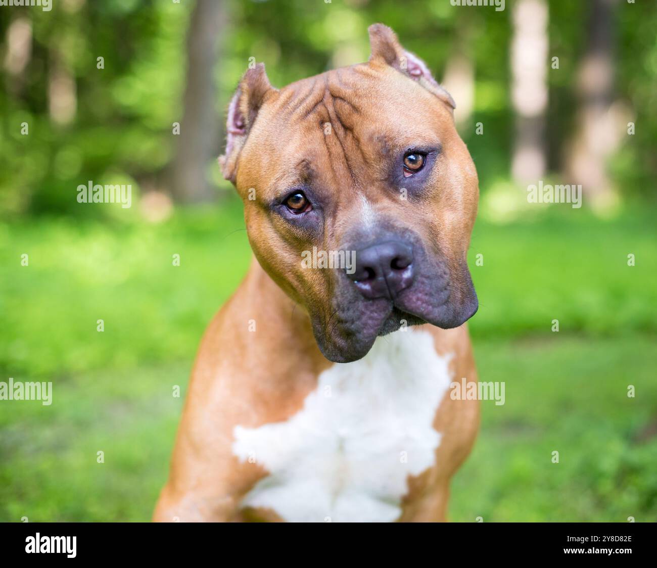 A red and white Mastiff x Pit Bull Terrier mixed breed dog with cropped ...