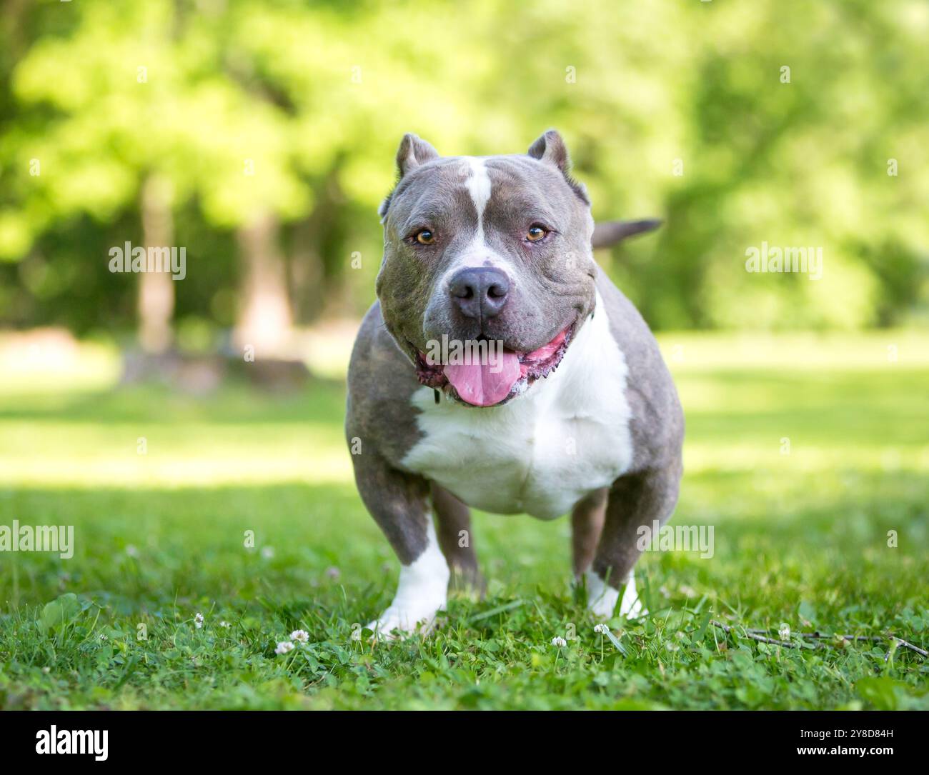 A muscular short and stocky American Bully dog with cropped ears ...