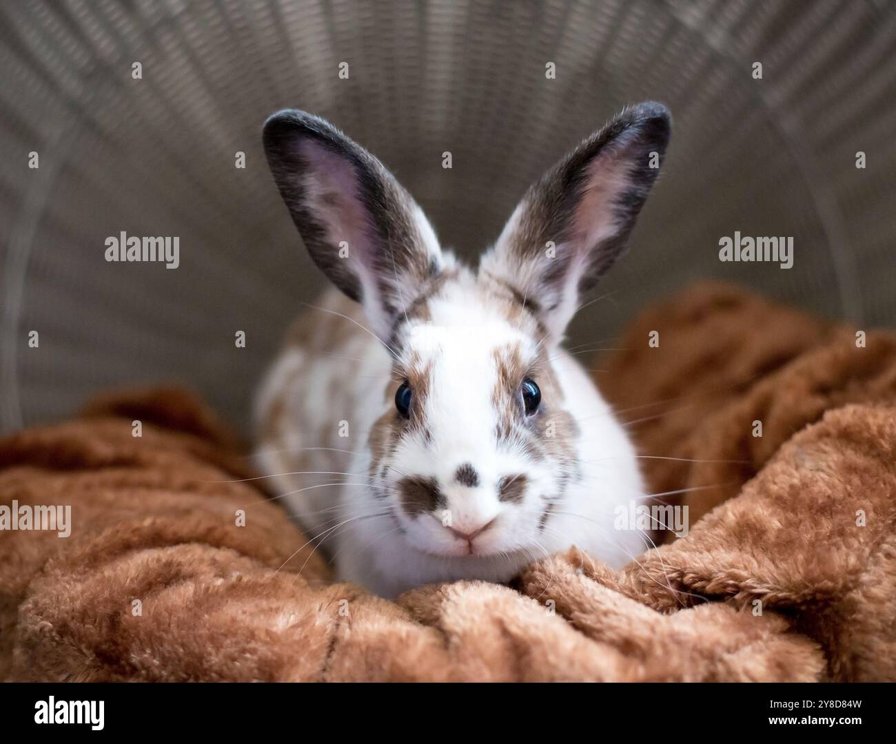 A Dwarf mixed breed pet rabbit with brown spotted markings lying on a ...
