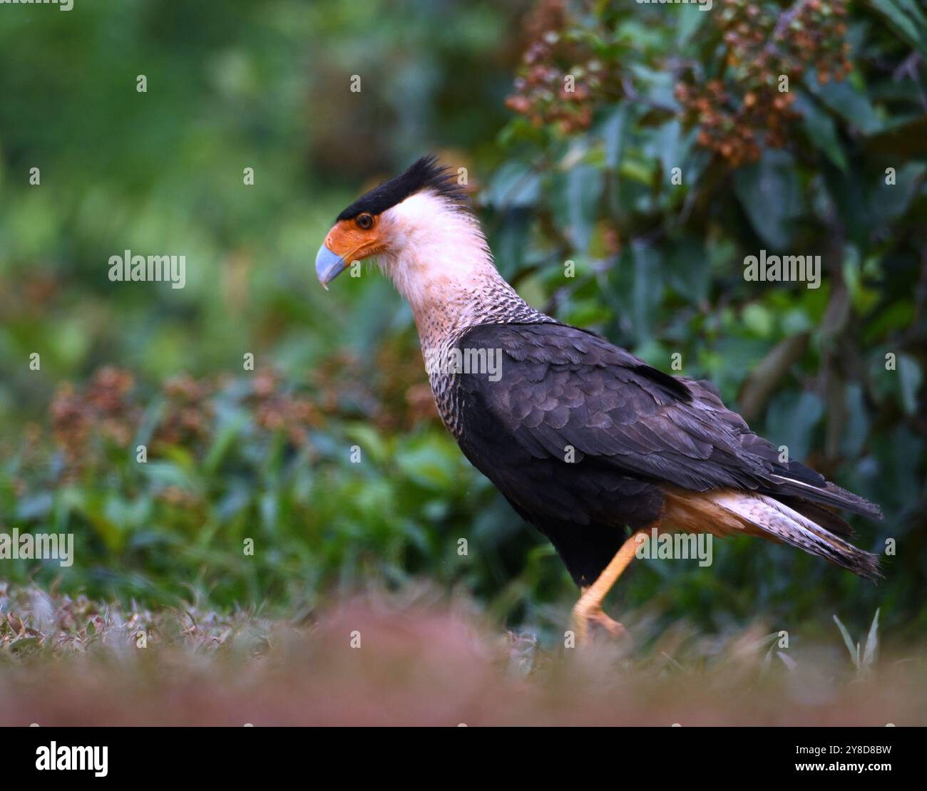 Crested Caracara (Caracara plancus) of Costa Rica Stock Photo - Alamy