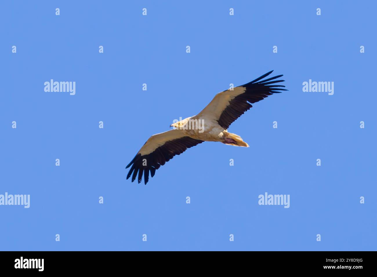 An Egyptian vulture, Neophron percnopterus, also called the white ...