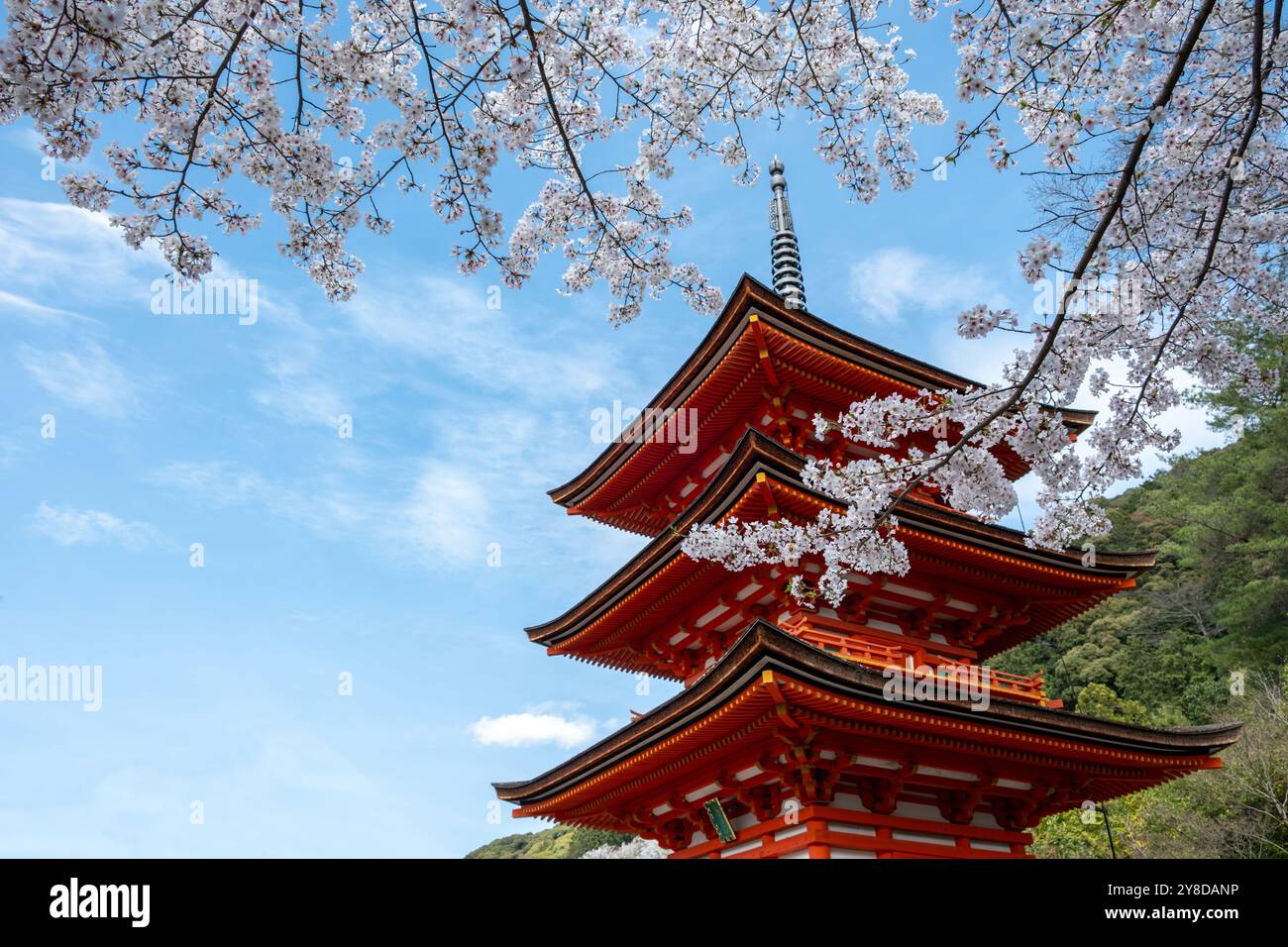 Sakura blossom season in Japan. Sanjunoto pagoda and blooming cherry ...