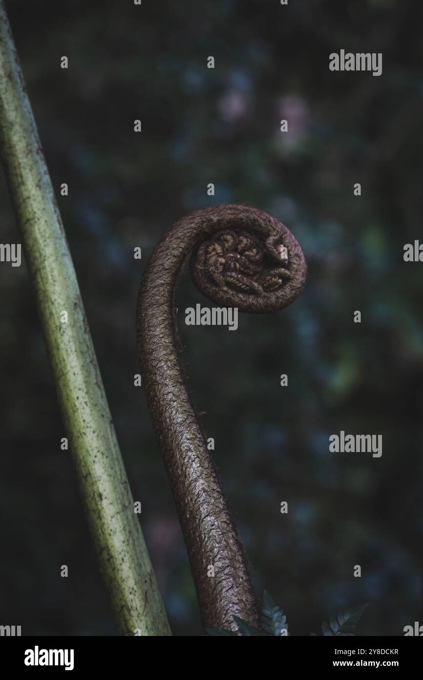 Giant fern. Teahupoo. French Polynesia Stock Photo - Alamy