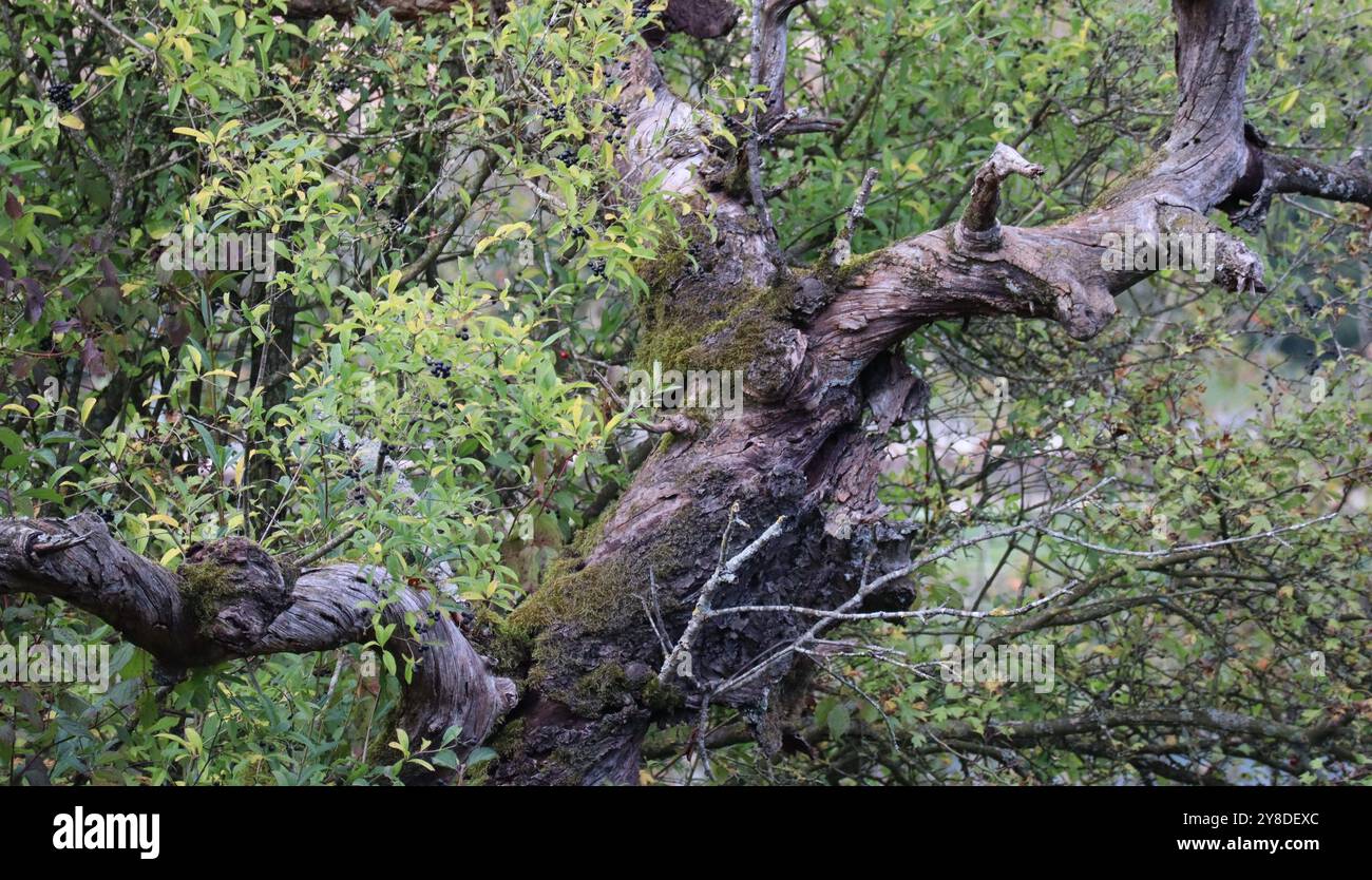 completely disfigured, twisted old Tree Stock Photo - Alamy