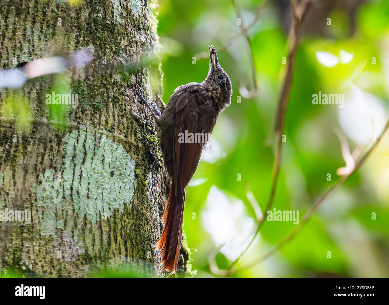 Yungas woodcreeper hi-res stock photography and images - Alamy