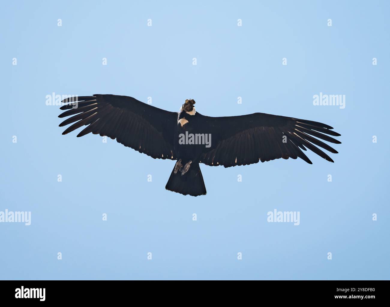 An Andean Condor (Vultur gryphus) soaring overhead in the high Andes ...