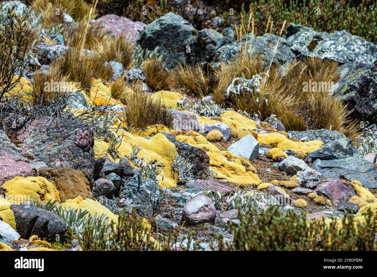 Varieties of vegetations at high elevation of Andes Mountains. Peru ...