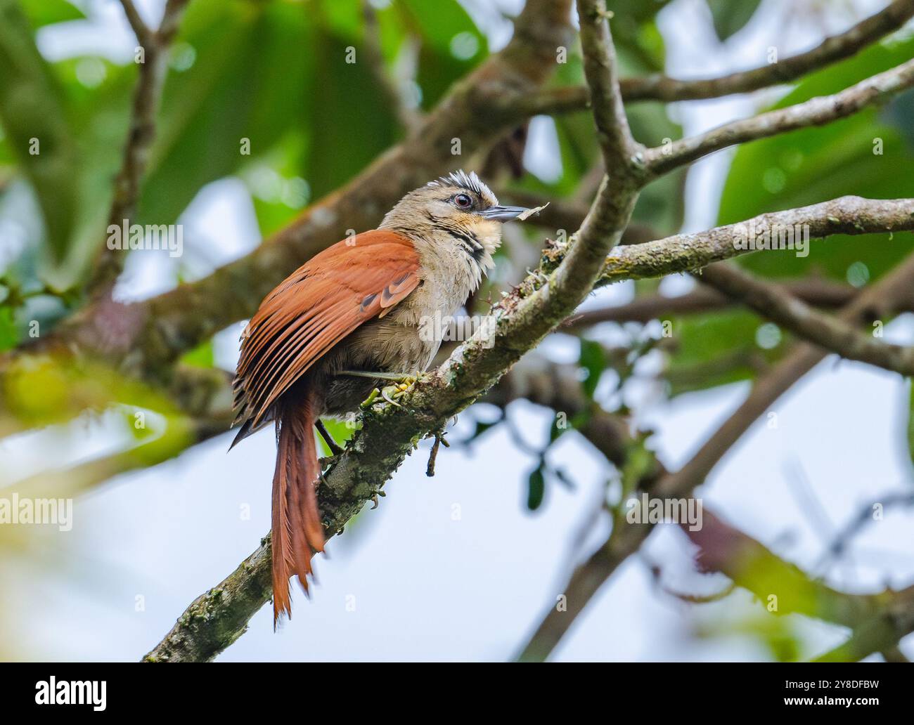 A Marcapata Spinetail (Cranioleuca marcapatae) perched on a tree. Peru ...