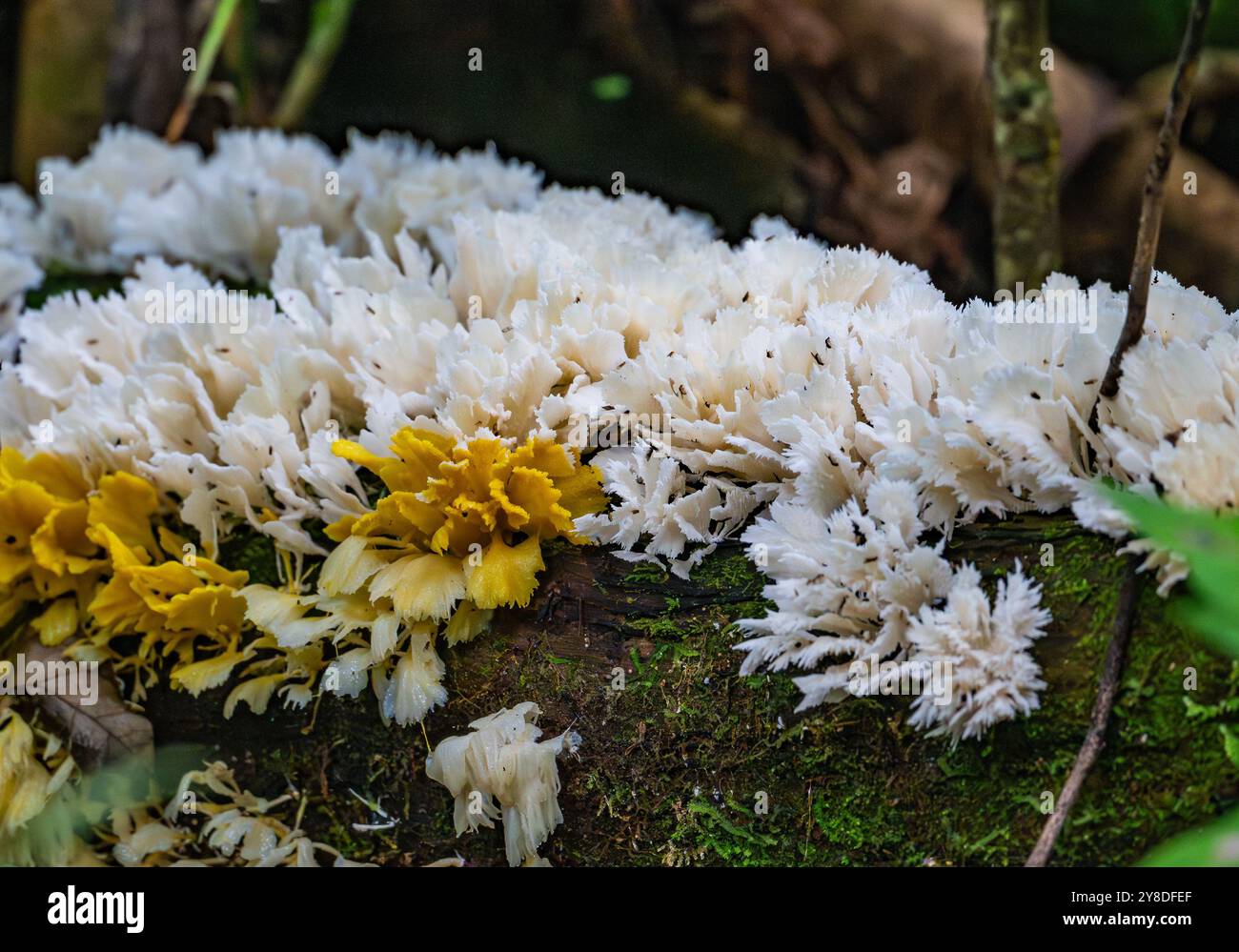 White and yellow fungi growing on a log in forest. Peru, South America ...