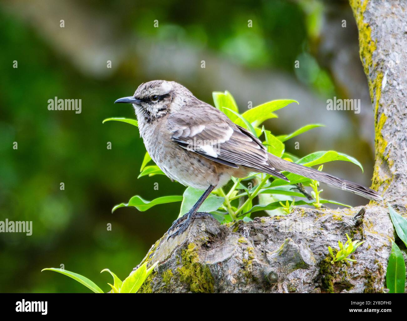 A Long-tailed Mockingbird (Mimus longicaudatus) perched on a tree trunk ...