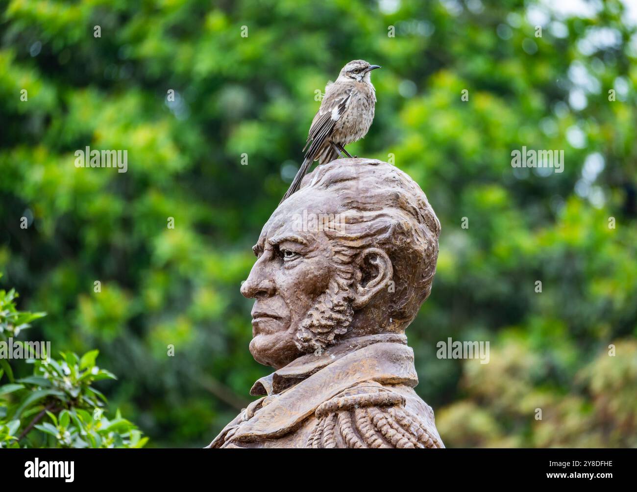 A Long-tailed Mockingbird (Mimus longicaudatus) sit on top of a statue ...