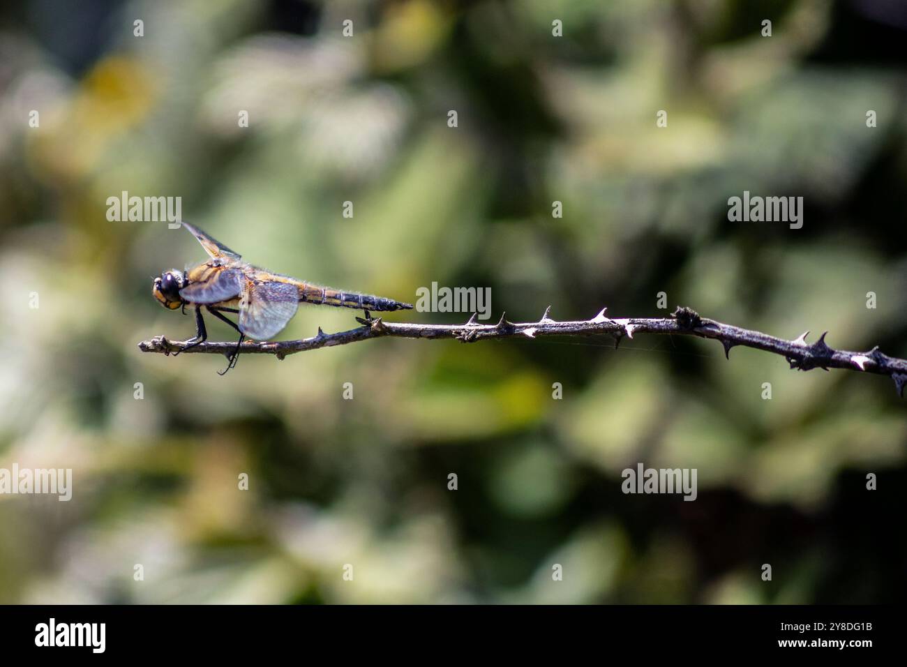 Farming evolution hi-res stock photography and images - Alamy