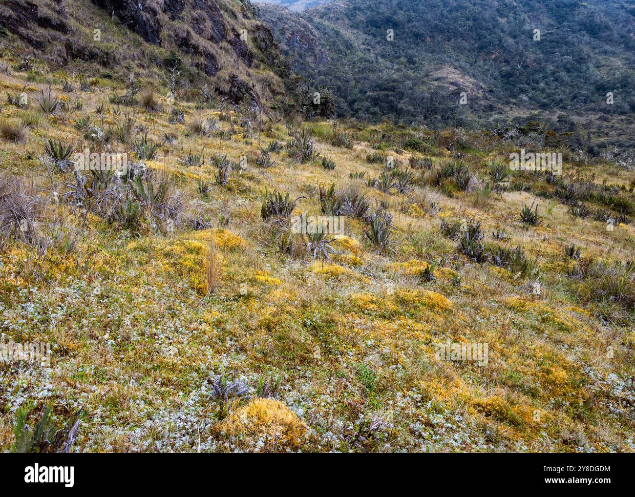 Diverse vegetation on the high Andes mountains. Peru, South America ...