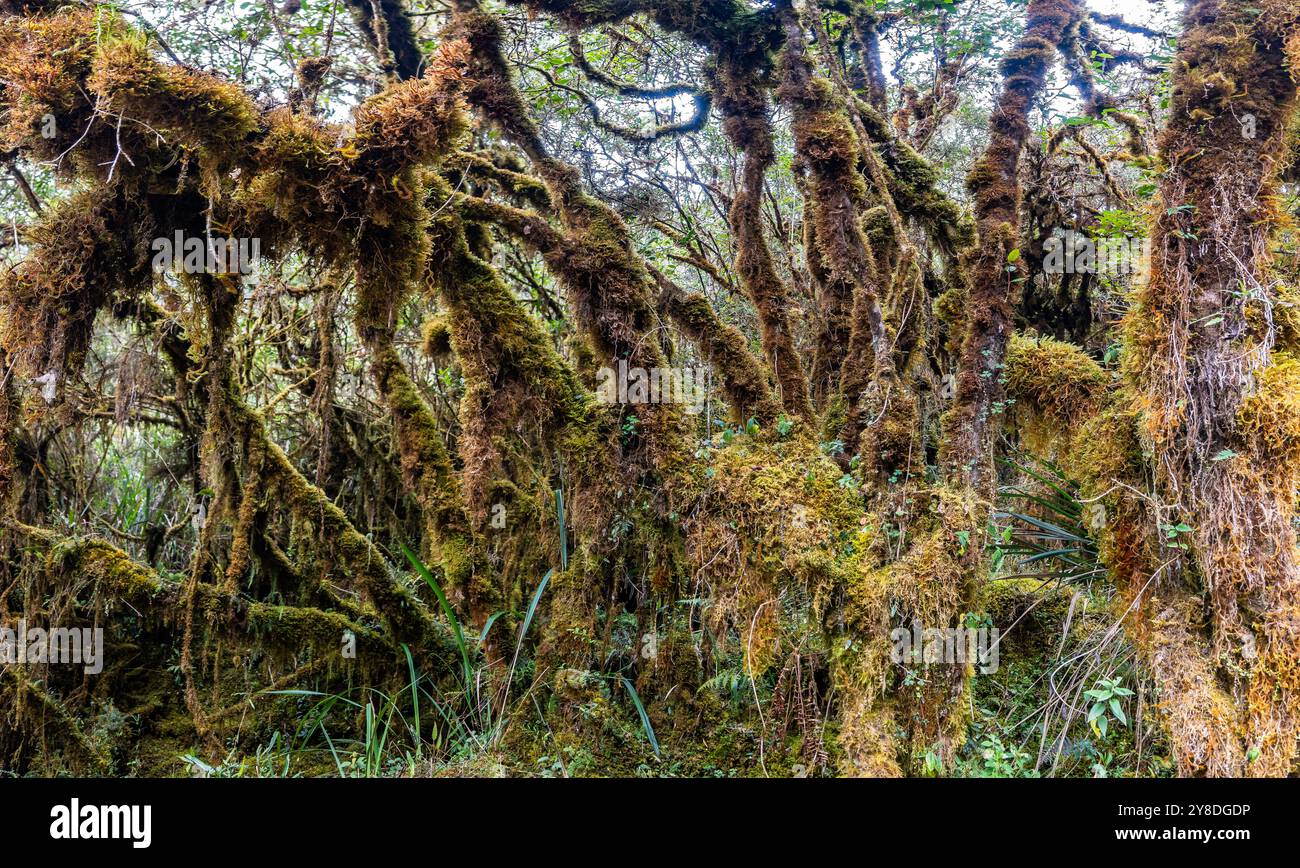 Moss covered trees in the cloud forest of Andes Mountains. Peru, South ...