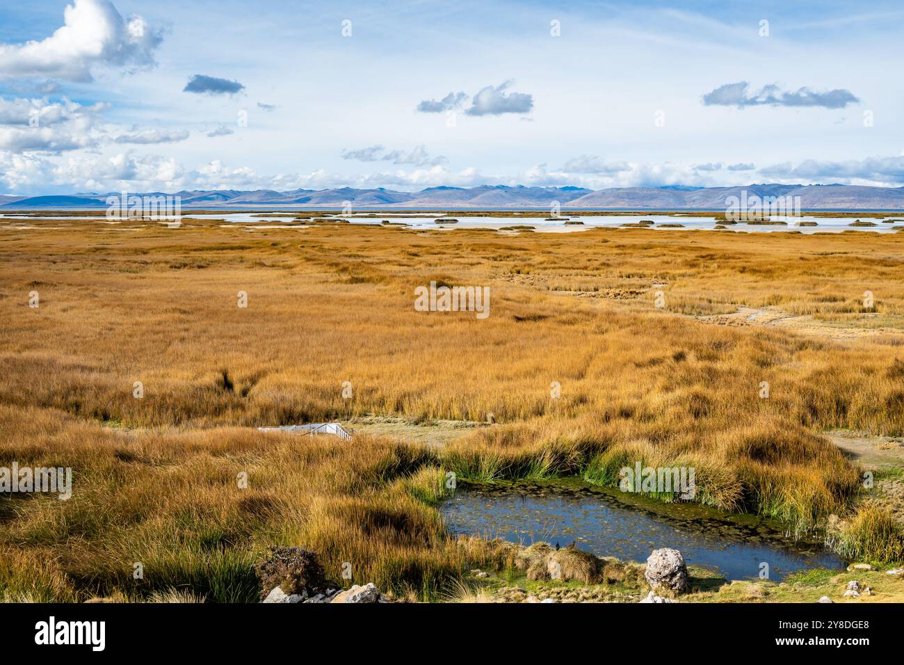 South american wetlands hi-res stock photography and images - Alamy