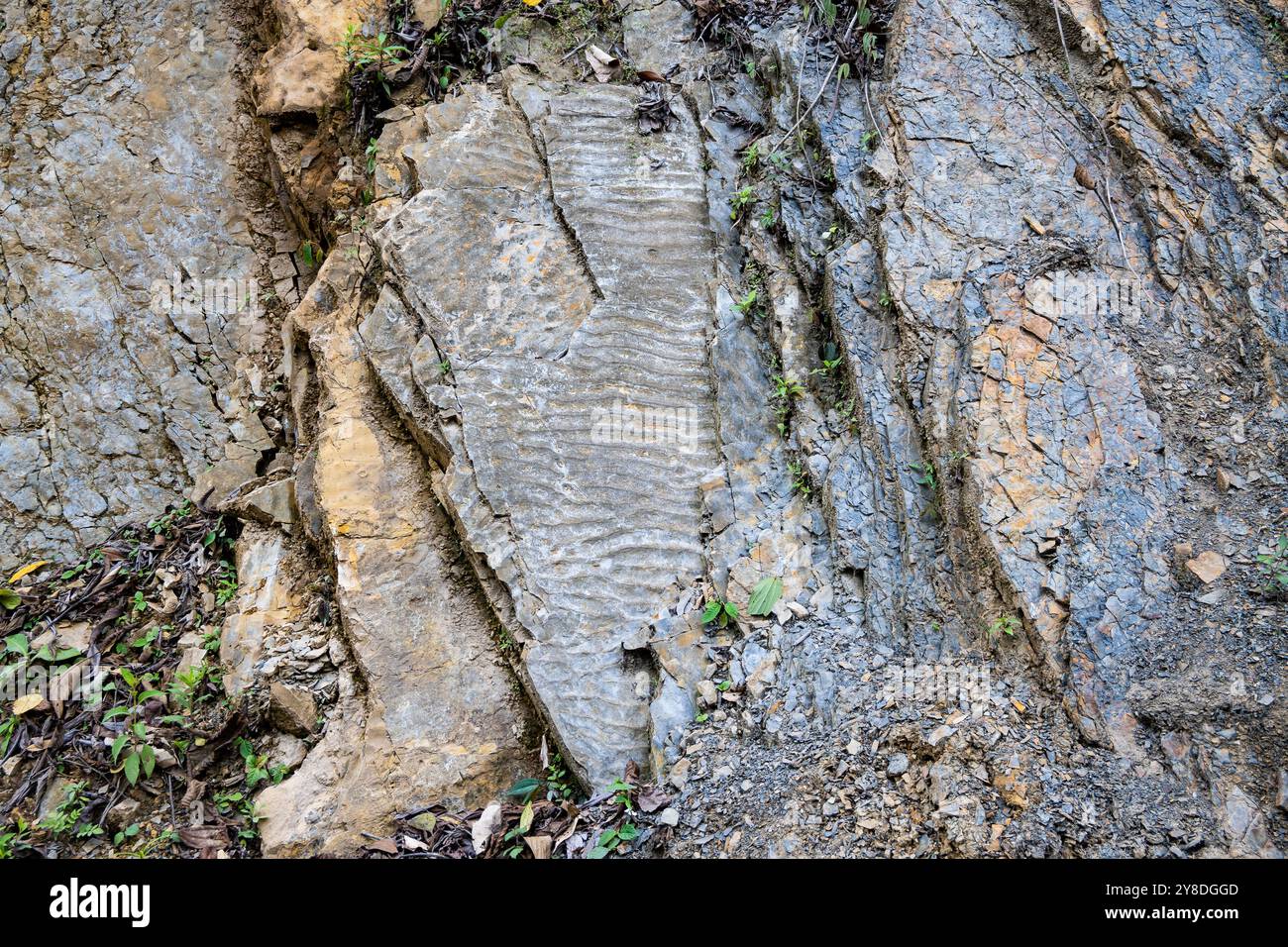 Well preserved ripple marks in siltstone outcrop. Peru, South America ...