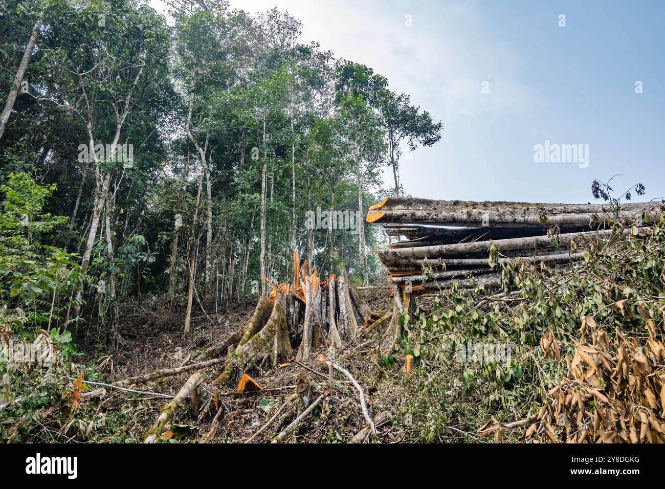 Large swath of forest were cut for agriculture development. Peru, South ...