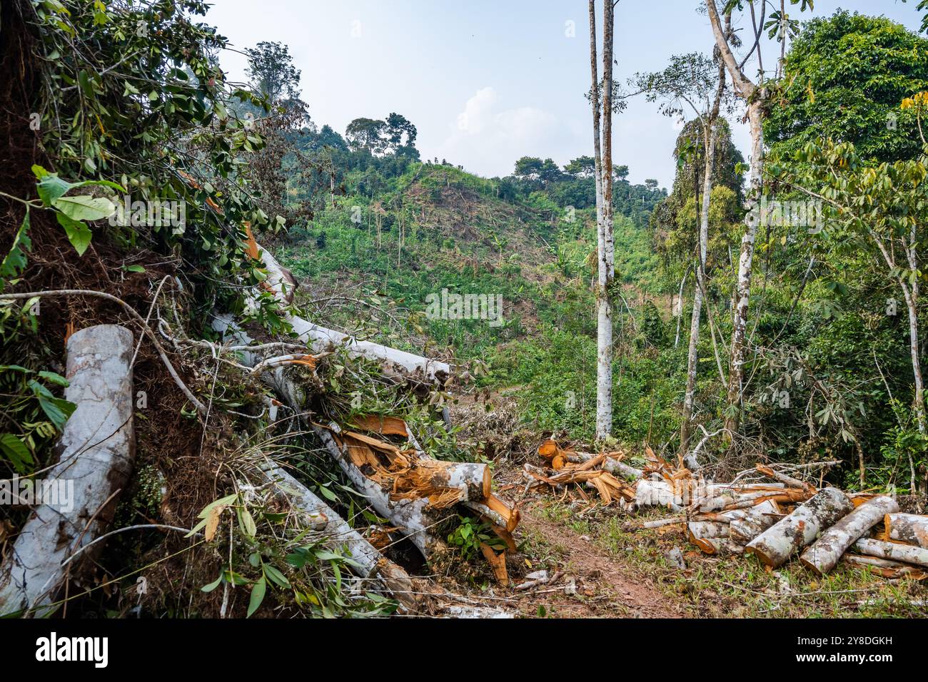 Large swath of forest were cut for agriculture development. Peru, South ...