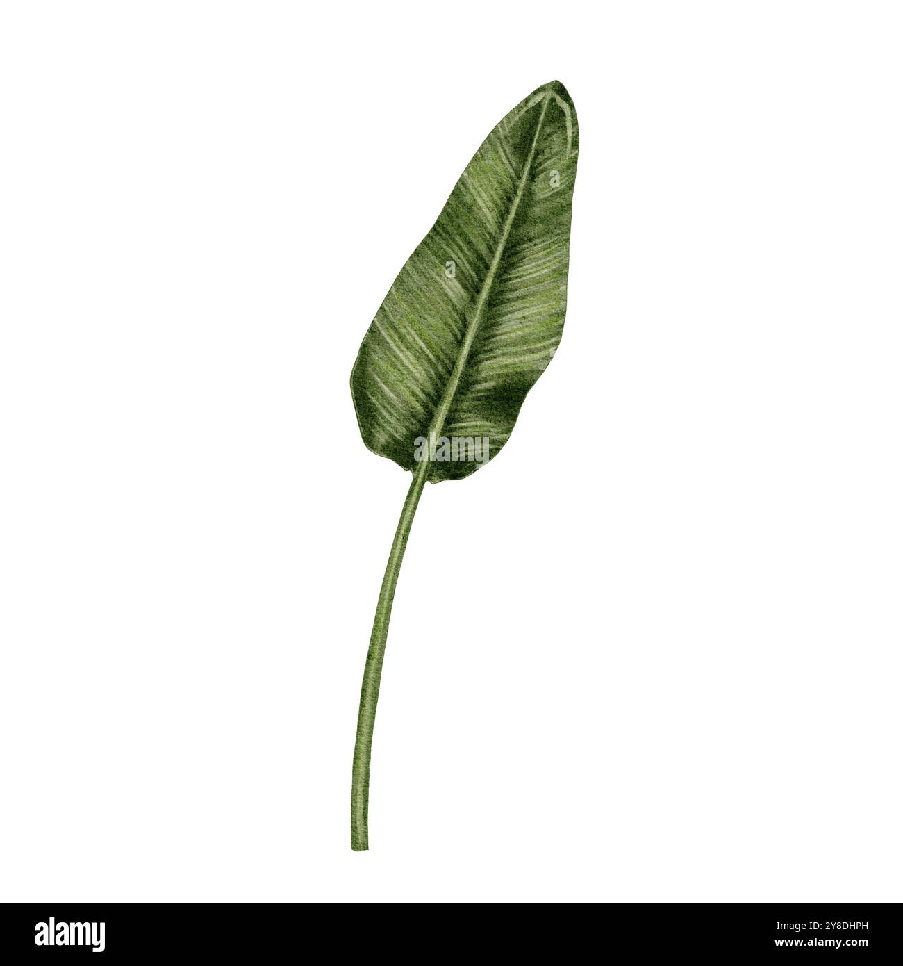 Strelitzia, bird of paradise leaf, banana leaf, watercolor illustration ...