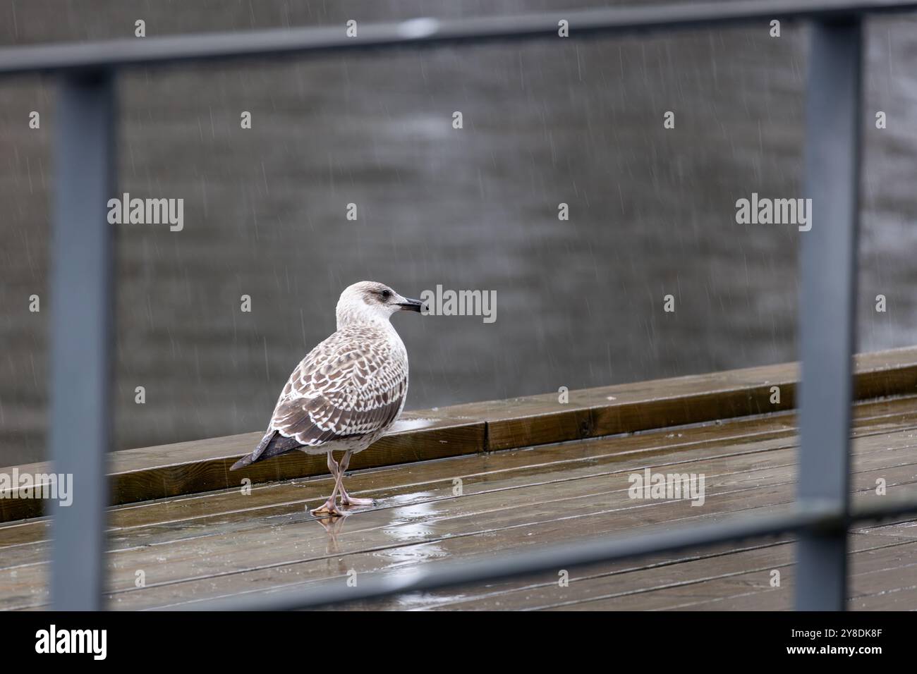 A young seagull standing on a wet wooden dock during a rain shower. The ...