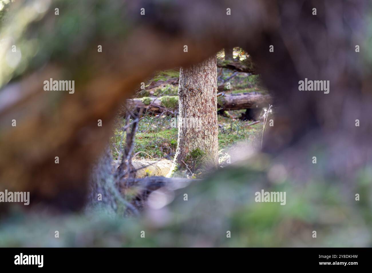 A tree trunk is framed by blurred branches in a forest setting ...