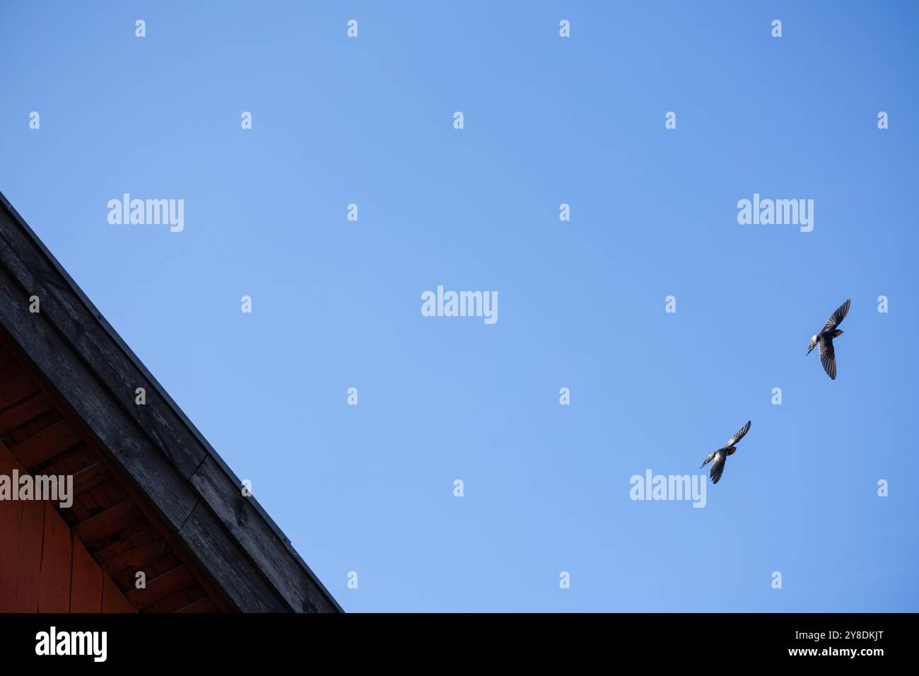 Two swallows flying in a clear blue sky above a building roof corner ...