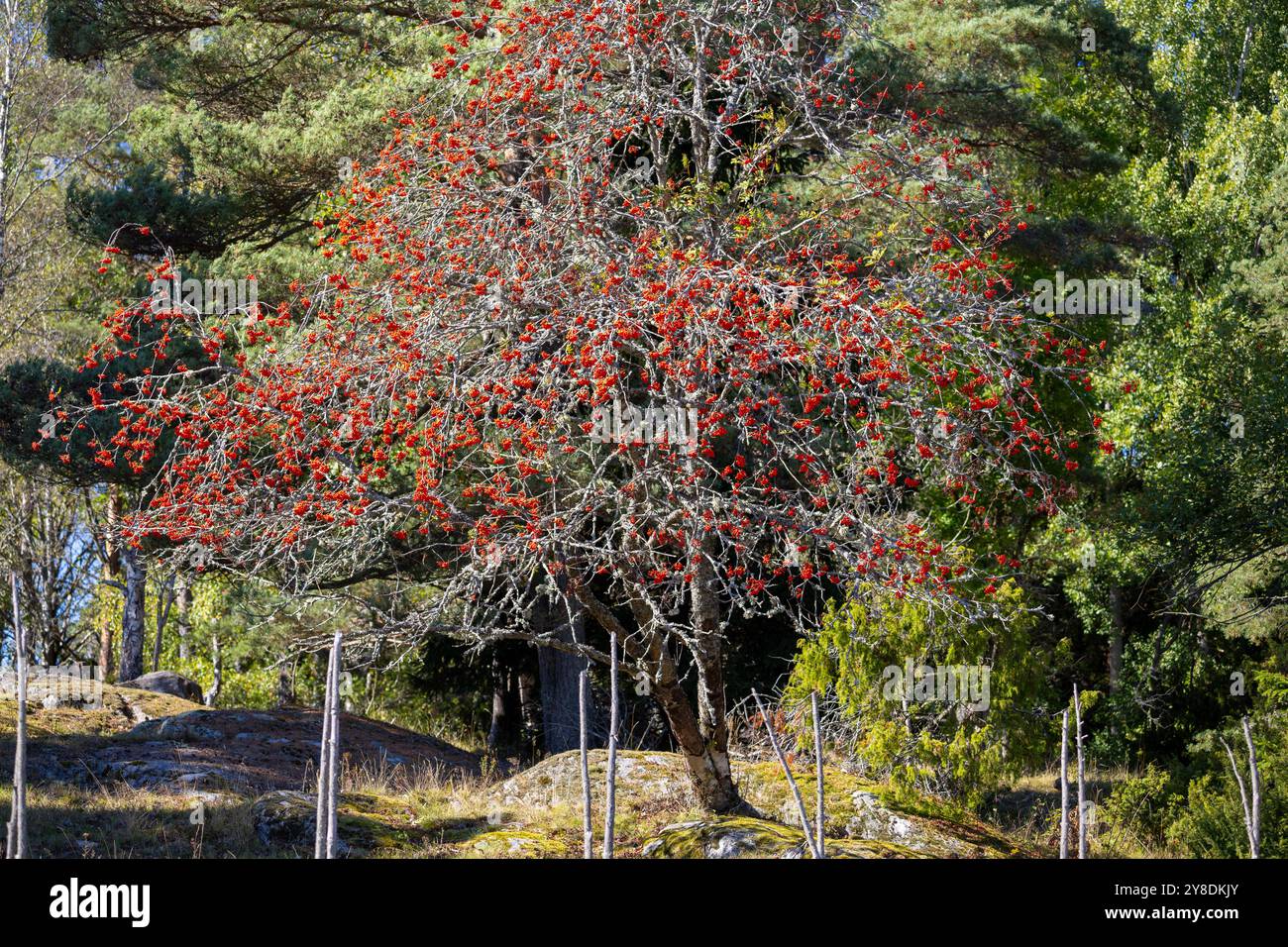 Red vibrant tree stands hi-res stock photography and images - Alamy