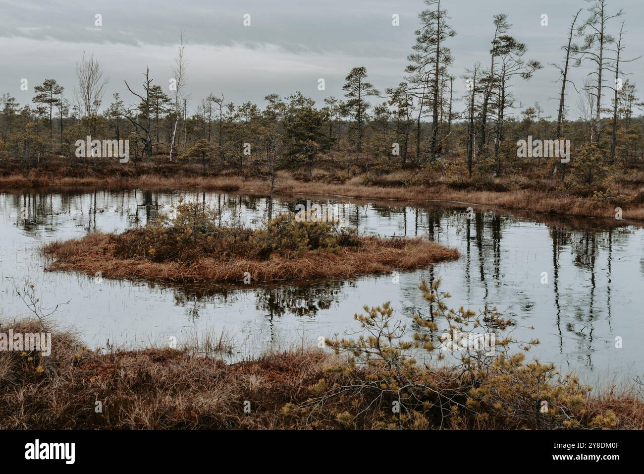 lake at "Cena" bog (Cenas tīirelis) at winter Stock Photo - Alamy