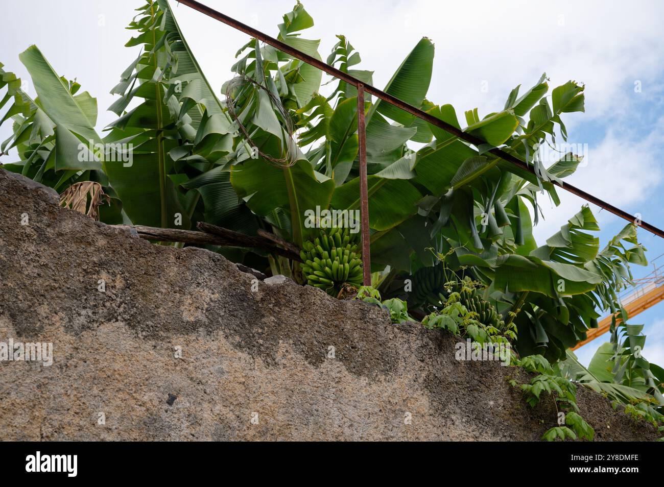 Bunch of green bananas hanging behind an old stone wall, hidden within ...