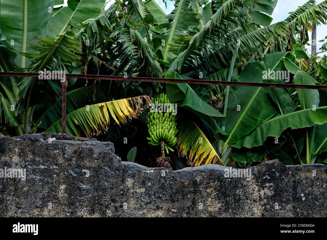 Bunch of green bananas hanging behind an old stone wall, hidden within ...