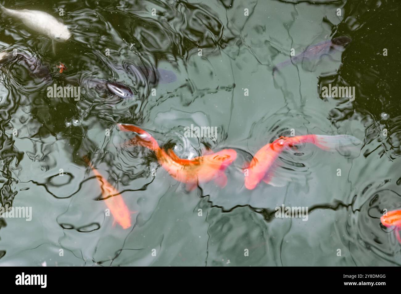 Vibrant koi fish gliding through rippling water in a serene pond Stock ...