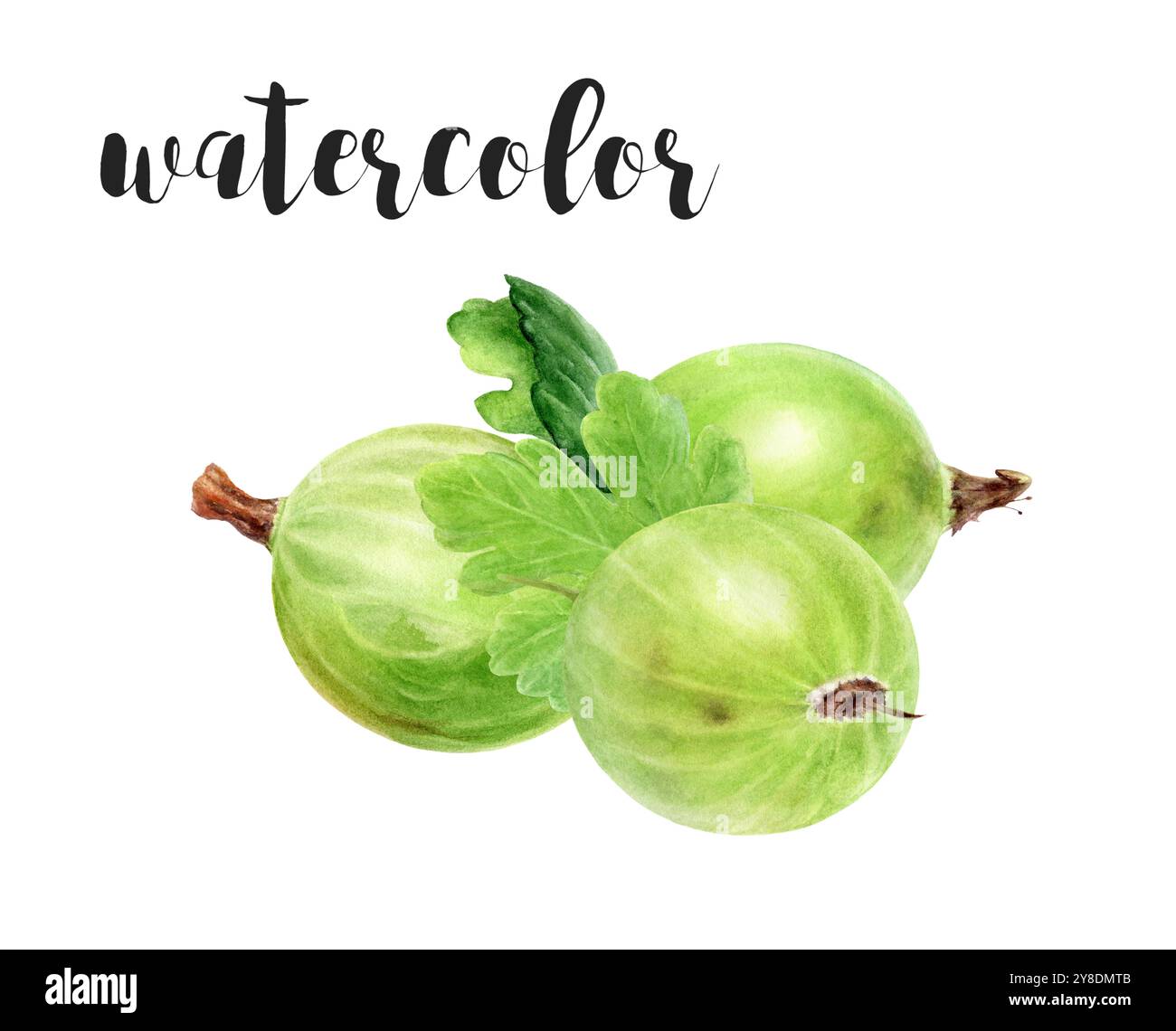 Hand-Painted Watercolor Gooseberries Botanical Illustration Stock Photo ...