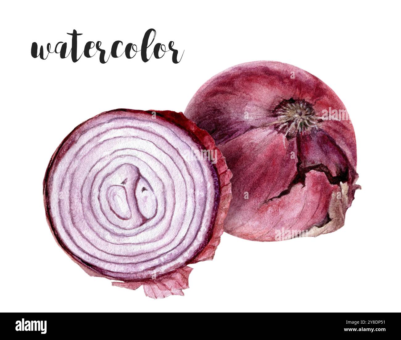 Hand-Painted Watercolor Red Onion Botanical Illustration Stock Photo ...