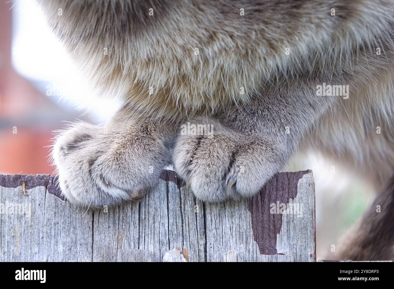 Tabby cats paws hi-res stock photography and images - Alamy