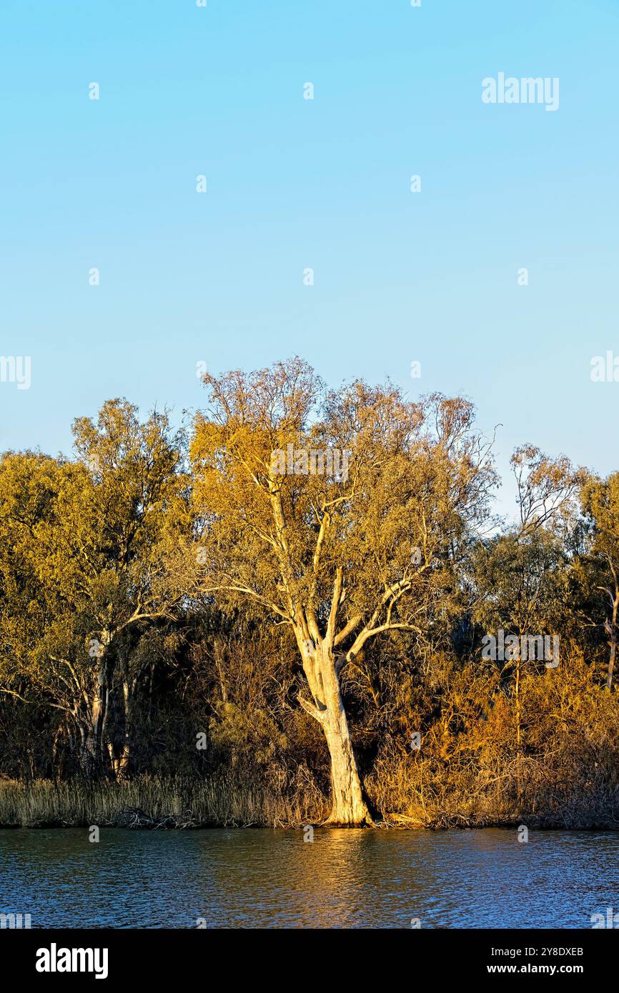 Red River Gum Eucalyptus camaldulensis on the Murray River, Victoria ...