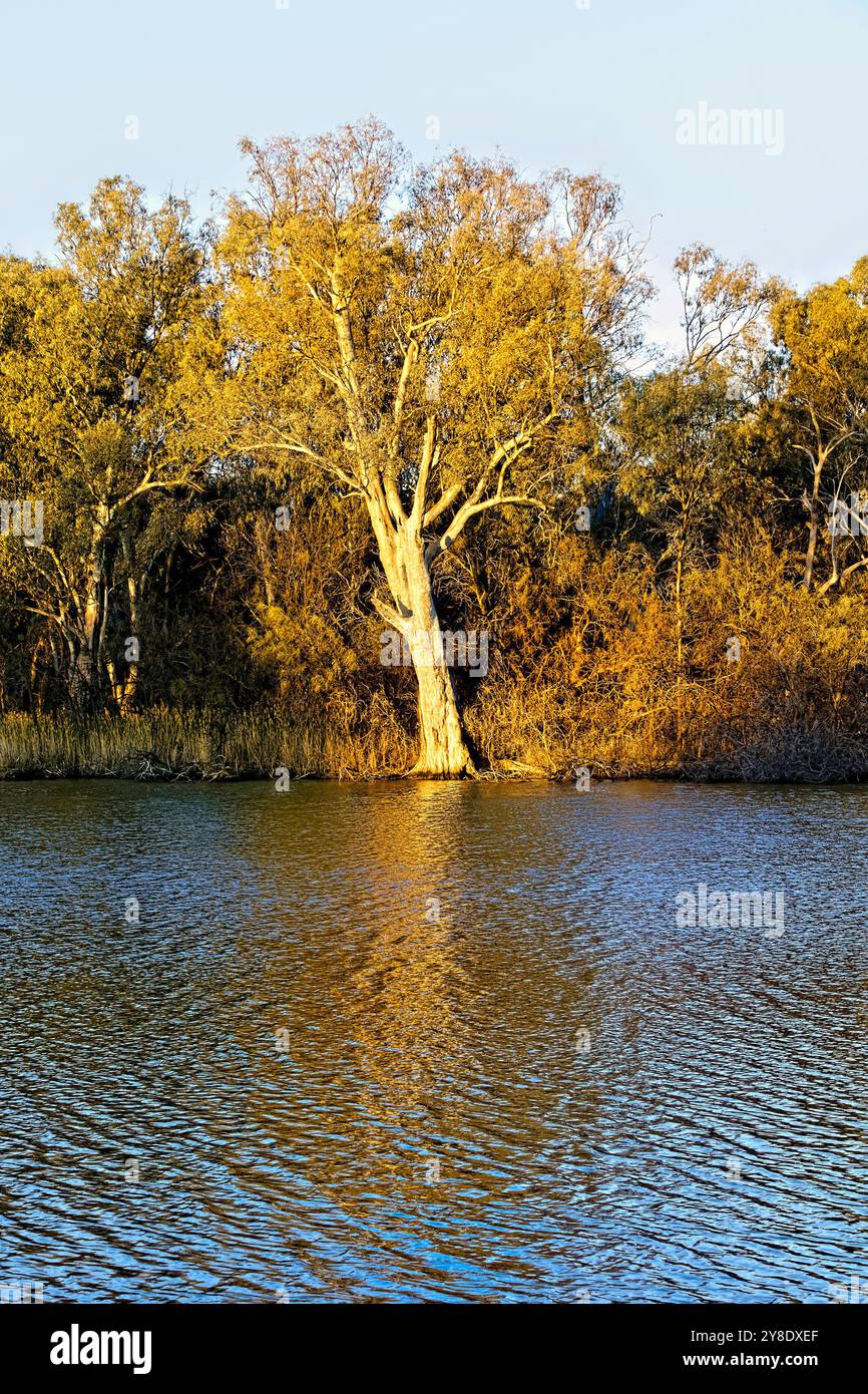 Red River Gum Eucalyptus camaldulensis on the Murray River, Victoria ...
