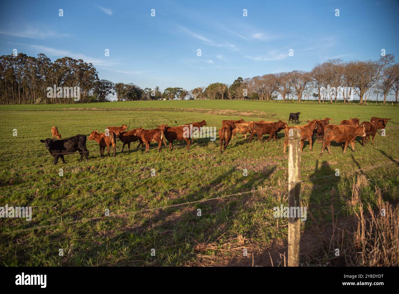 Farm animals of the "devon" breed Stock Photo - Alamy