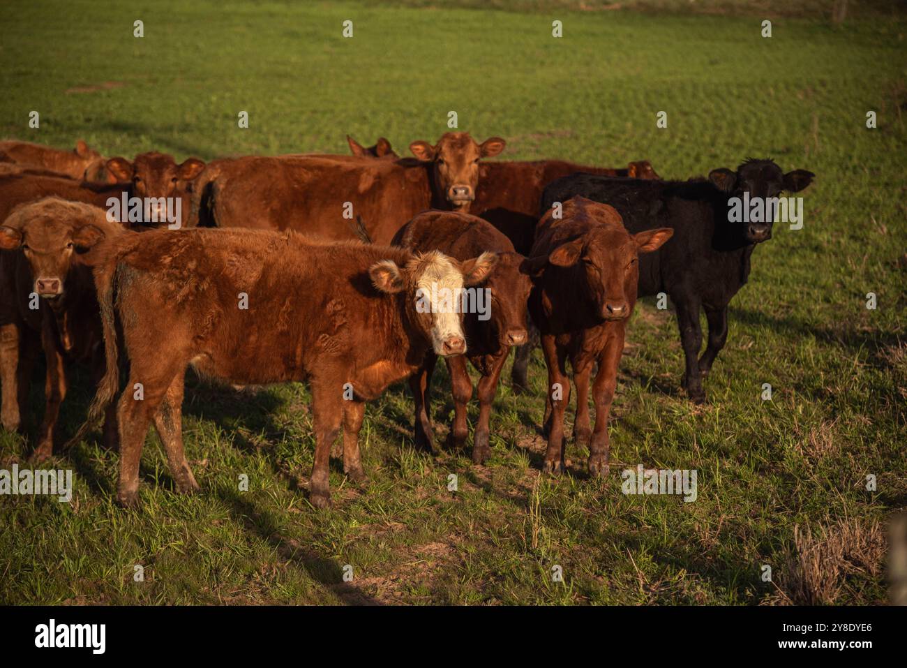Farm animals of the "devon" breed Stock Photo - Alamy