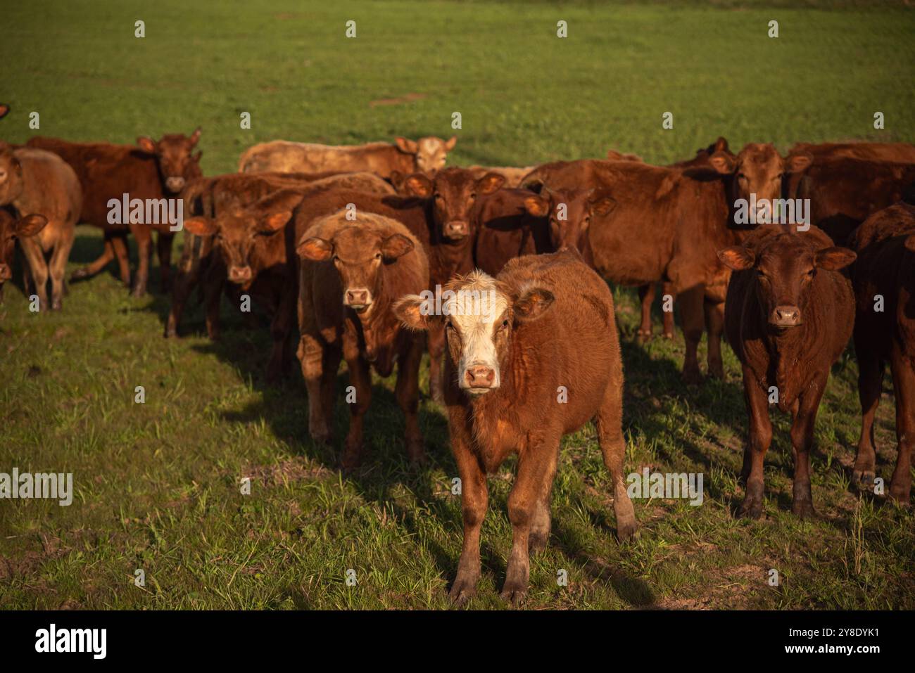 Farm animals of the "devon" breed Stock Photo - Alamy