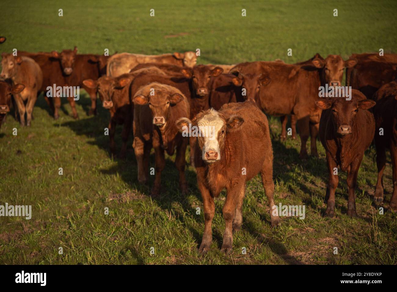 Farm animals of the "devon" breed Stock Photo - Alamy