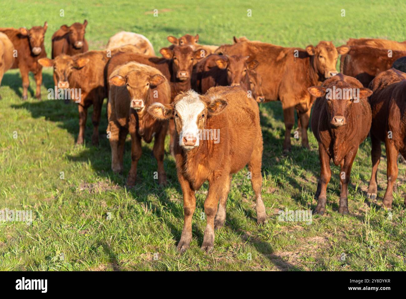 Farm animals of the "devon" breed Stock Photo - Alamy