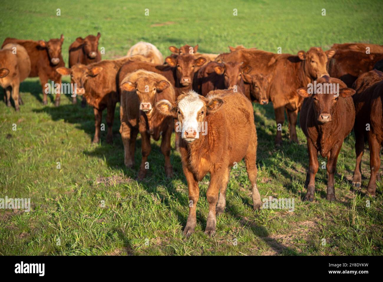 Farm animals of the "devon" breed Stock Photo - Alamy