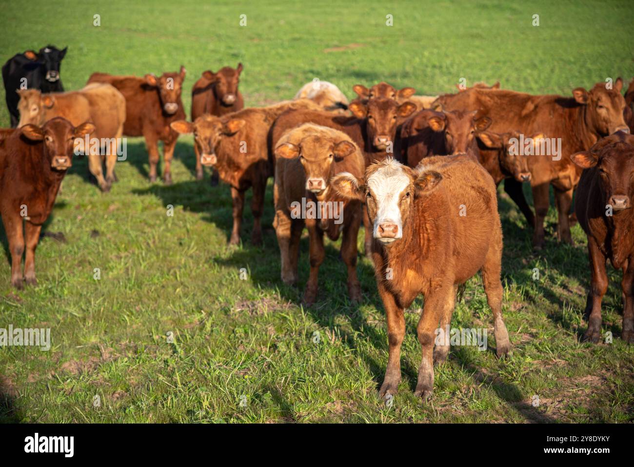 Farm animals of the "devon" breed Stock Photo - Alamy