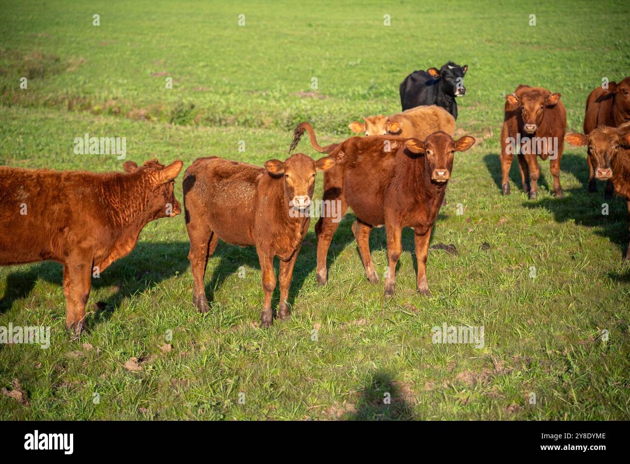 Farm animals of the "devon" breed Stock Photo - Alamy