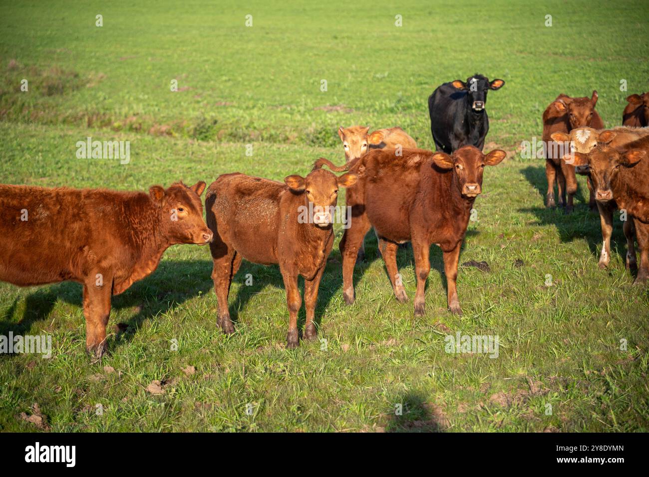 Farm animals of the "devon" breed Stock Photo - Alamy