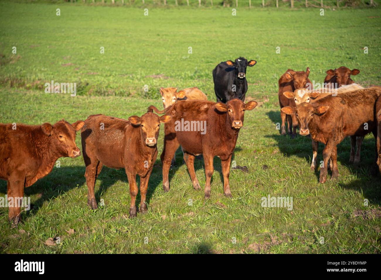 Farm animals of the "devon" breed Stock Photo - Alamy
