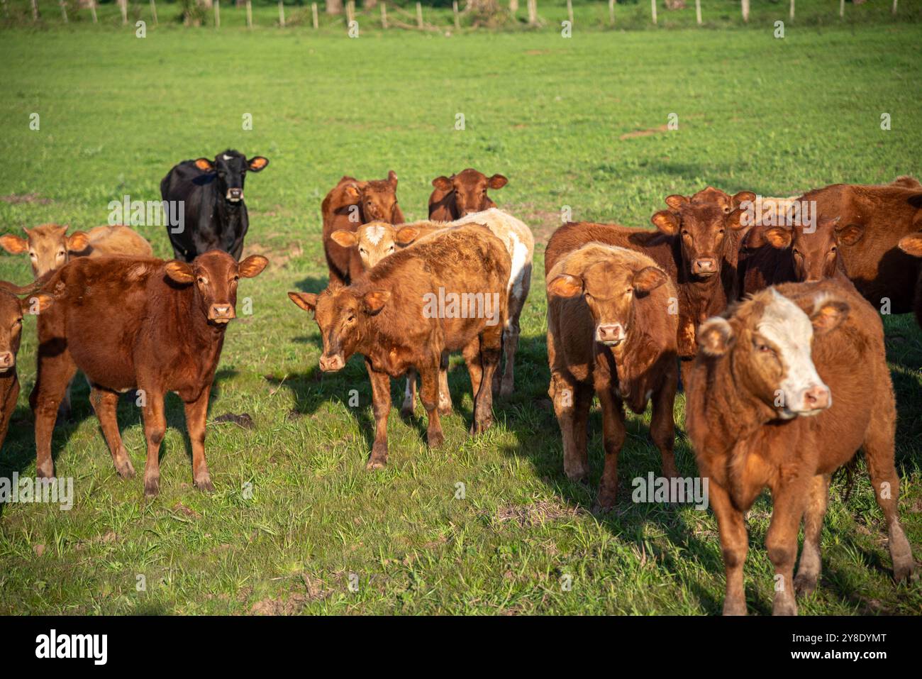 Farm animals of the "devon" breed Stock Photo - Alamy