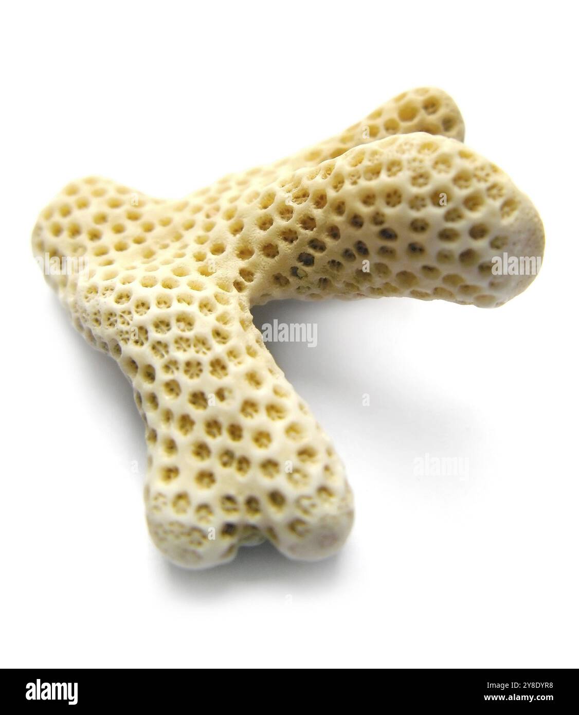 Coral reef photos Cut Out Stock Images & Pictures - Alamy